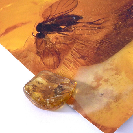 Rav med insekt. Smykker & ædelsten - Ædelsten - Auctionet