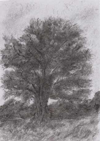 TREE STUDY. Art - Drawings - Auctionet