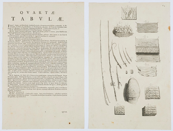 Anatomical plate on fingerprints, engraved by Bloteling 1685. Böcker ...