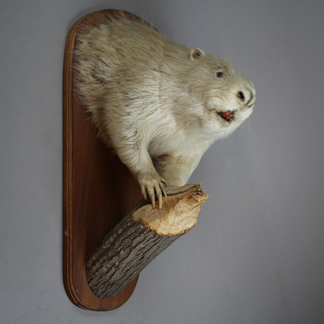 TAXIDERMI BEAVER mounted on wall plate. Miscellaneous - Miscellaneous ...