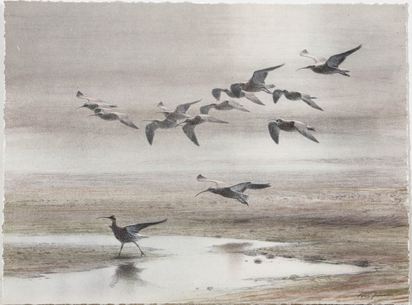 LARS JONSSON. "Storspov - Numerius arquata", color lithograph, signed ...