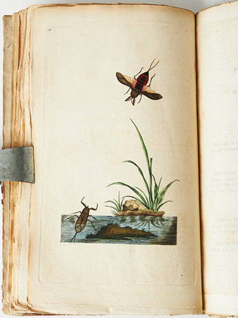 Donovan's British insects (2). Böcker, Kartor & Handskrifter - Böcker ...
