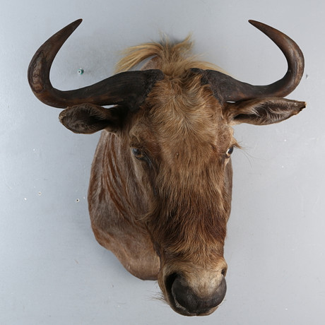 HUNTING TROPHY Bow mount, GOLDEN WILDEBEEST Gnu, South Africa ...