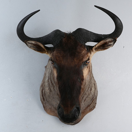 HUNTING TROPHY Bow mount, BLUE WILDEBEEST Gnu, South Africa ...