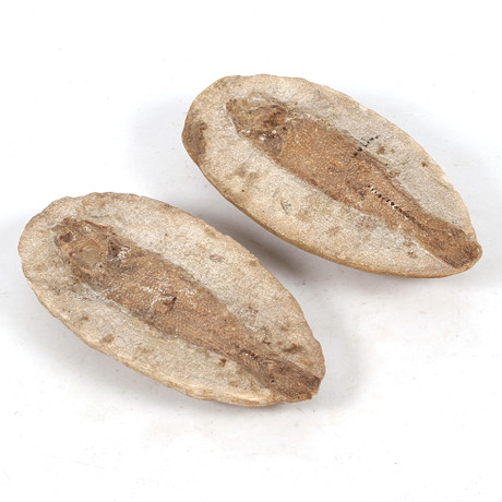 FOSSIL, av fisk, 2 delar, Brasilien. Övrigt - Övrigt - Auctionet