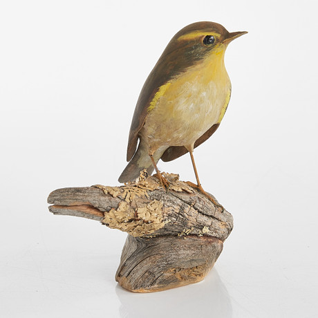 ELIN LARSON. Fågel, skuret trä, Lövsångare. Övrigt - Övrigt - Auctionet