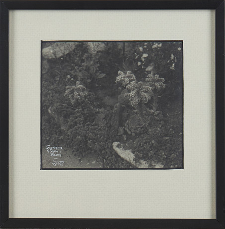 HENRY B GOODWIN. (1878-1931): "Sempervivum i blom", signerat Goodwin ...