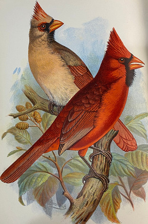 ARTHUR G. BUTLER. Foreign Finches in Captivity, 1899 och 3 andra ...