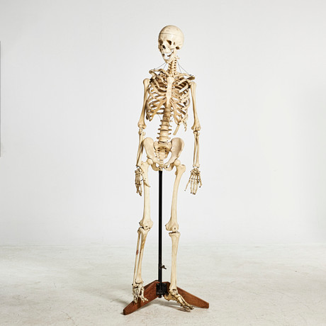 ANATOMINEN MALLI, ihmisen luuranko telineessä, valettu massa. Muut ...