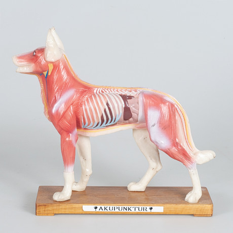 MODELO ANATÓMICO EN FORMA DE PERRO para acupuntura, 19/2000s. Arte ...