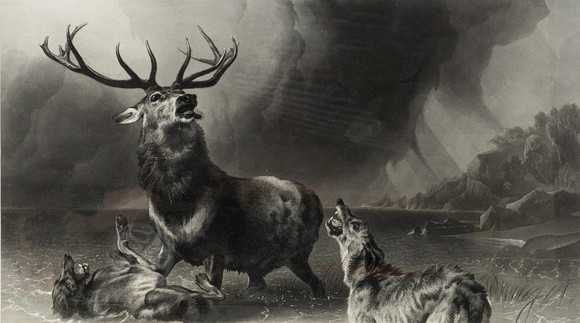 THOMAS LANDSEER (1795-1880). Stag at Bay, after Sir Edwin Landseer. Art ...