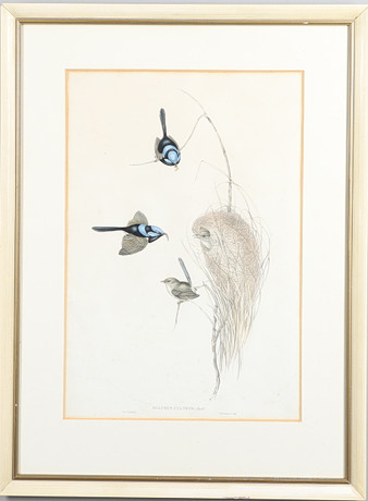 JOHN (1804-188) & ELIZABETH GOULD (1804-1841). MALURUS CYANEUS (BLUE ...