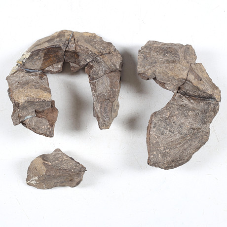 FOSSIL ROCKS, Jurassic period, Jura 201 – 145 million years before ...