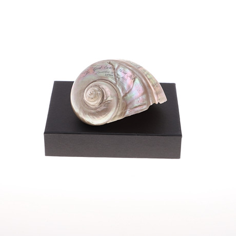 THE GREAT EASTERN STEAMSHIP - ENGRAVED TURBAN SHELL, 1858. Swedish Folk ...