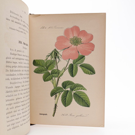 BOTANY. FLORA VON DEUTSCHLAND 1880-1885. 31 VOLUMES WITH APPROX. 3360 ...