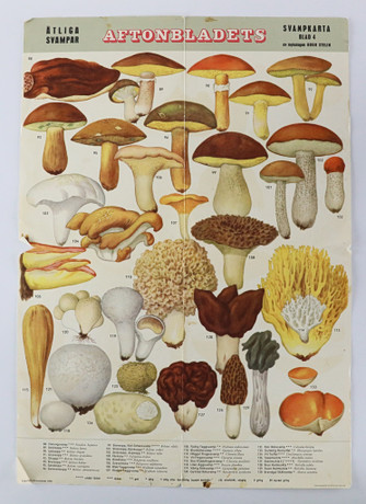 SVAMPKARTA, "Ätliga svampar", mykologen Hugo Stelin, 1958. Konst ...