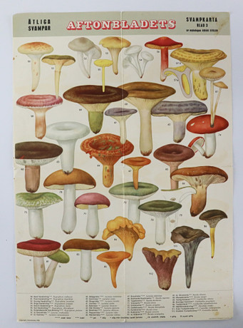 MAPA DE SETAS, "Hongos comestibles", micólogo Hugo Stelin, 1958. Arte ...