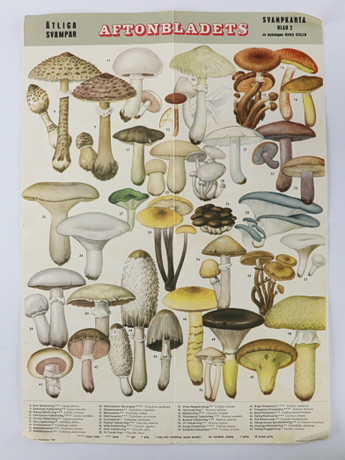 SVAMPKARTA, "Ätliga svampar", mykologen Hugo Stelin, 1958. Konst ...