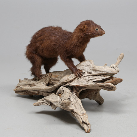 MINK, uppstoppad, 1900 tal. Övrigt - Övrigt - Auctionet