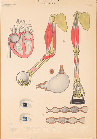 SCHOOL PLATE, "Muscles". Art - Engravings & Prints - Auctionet