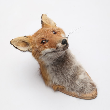 HUNTING TROPHY/TAXIDERMY, Fox head. Collectables - Technica & Nautica ...