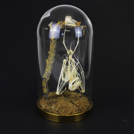 TAXIDERMY, LESCHENAULT'S ROUSETTE'S FRUIT BAT UNDER A GLASS DOME ...