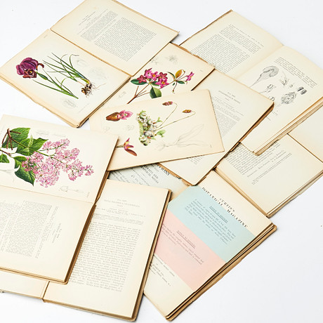 CURTIS BOTANICAL MAGAZINE, 27 dlr, 1930s, with lithographic plates with ...