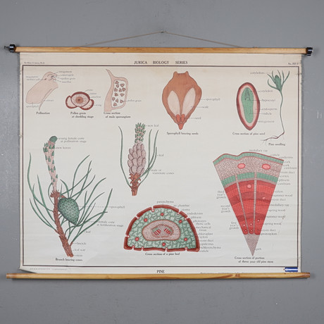 SCHOOL PLANSCH, "Pine", mid/second half of the 20th century ...