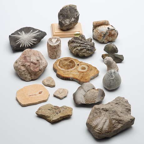 FOSSILS, 17 parts. Miscellaneous - Miscellaneous - Auctionet