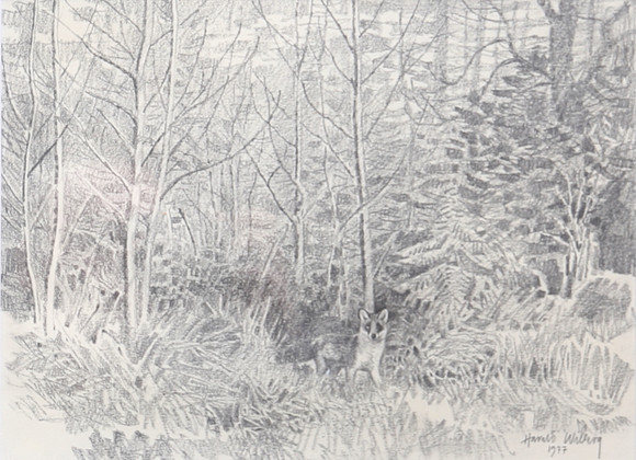 HARALD WIBERG. Räv i skogsdunge. Blyerts/kolpenna, signerad och daterad ...