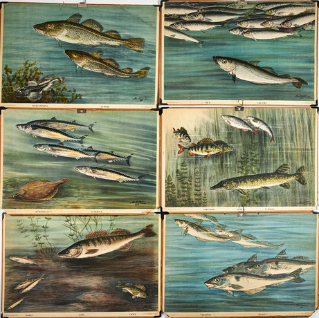 SCHOOL POSTERS, 6 pcs. Fiskar, Nils Tirén, PA Norstedt & Söner, mid ...