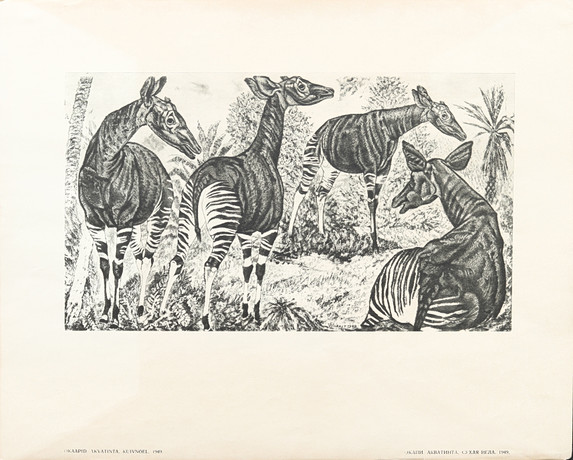 EDUARD WIIRALT. "Okaapid, 1949", offset print, signed in the print. Art ...