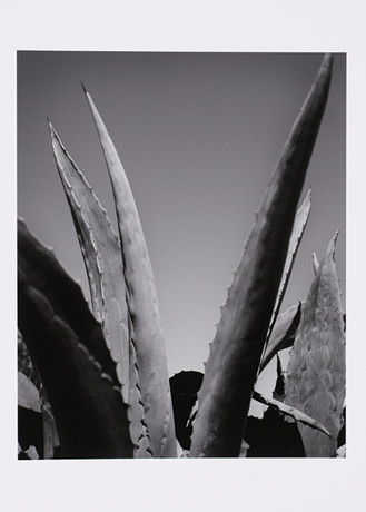 PETER JANHANS. Photograph, "Agave, Spain", dated 2022/23, numbered 1/50 ...
