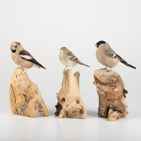 TAXIDERMI, 3 uppstoppade fåglar, bl. a. stenknäck. Övrigt - Övrigt ...