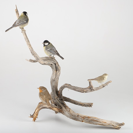 TAXIDERMI, 4 uppstoppade fåglar, talgoxar m.m. Övrigt - Övrigt - Auctionet