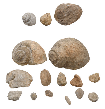 Fossil collection. Jewellery & Gemstones - Other - Auctionet