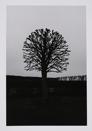 PETER JANHANS. Fotografi, "Drottningholms Trädgård", daterad 2014/2022 ...