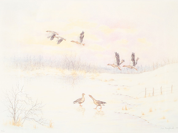 NILS BERGLUND. "Grågäss", färglitografi, signerad 1991. Konst - Grafik - Auctionet