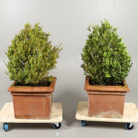 A PAIR OF SQUARE TERRACOTTA PLANTERS. Garden & Architectural - Garden ...