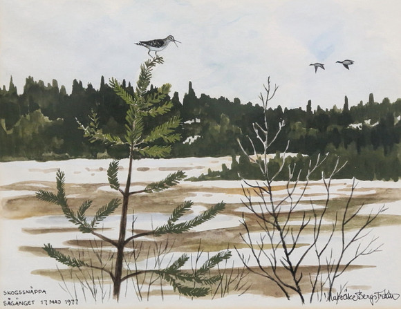 MATS-ÅKE BERGSTRÖM. Skogssnäppa. Akvarell, signerad, daterad Sågänget ...