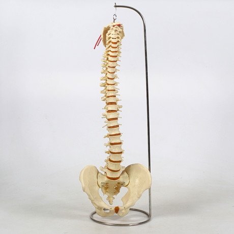 ANATOMISK MODELL, ryggrad. 1900-talets andra hälft. Övrigt - Övrigt ...