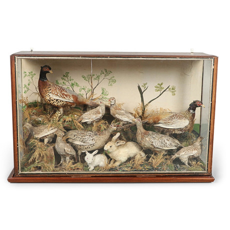 TAXIDERMY - LARGE CASED DISPLAY OF PHEASANTS, BIRDS & RABBITS ...