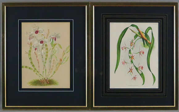 2 ORCHID IMAGES - color lithographs, with certificate. Art - Engravings ...
