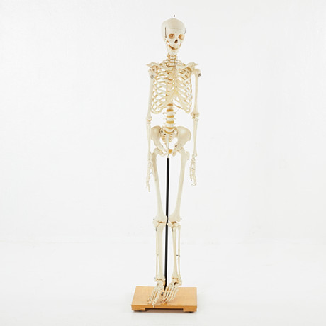 ANATOMISK MODEL, plast, model af det menneskelige skelet, på stativ ...