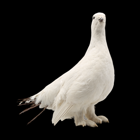 TAXIDERMI, uppstoppad Fjällripa, 1900-tal. Övrigt - Övrigt - Auctionet