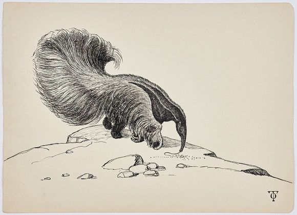 OLOF THUNMAN (1879-1944). TECKNING, föreställande myrslok, tusch ...