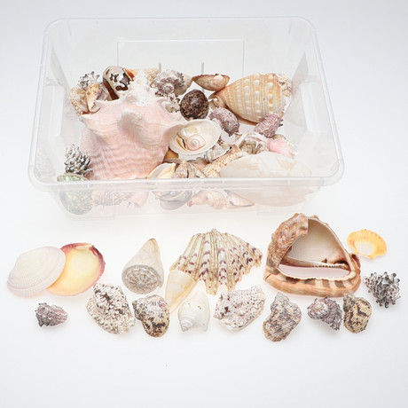 A SMALL COLLECTION OF SEA SHELLS. Miscellaneous - Miscellaneous - Auctionet