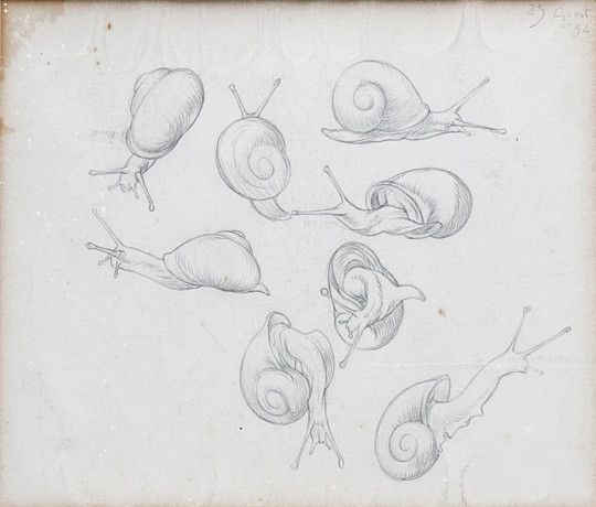 ALEXANDRE DE RIQUER. Sketches of snails. Art - Drawings - Auctionet