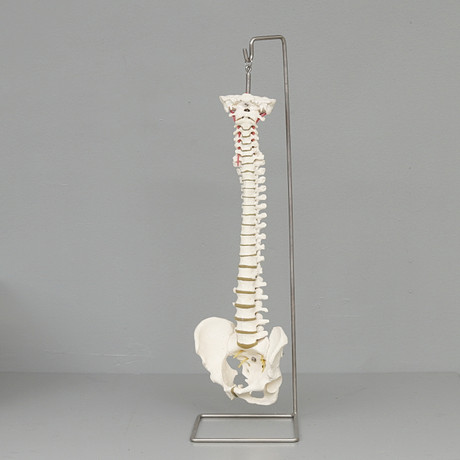 ANATOMISK MODELL, ryggrad. 1900-talets andra hälft. Övrigt - Övrigt ...