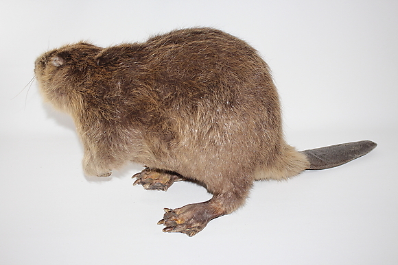 STUFFED BEAVER. Other - Other - Auctionet